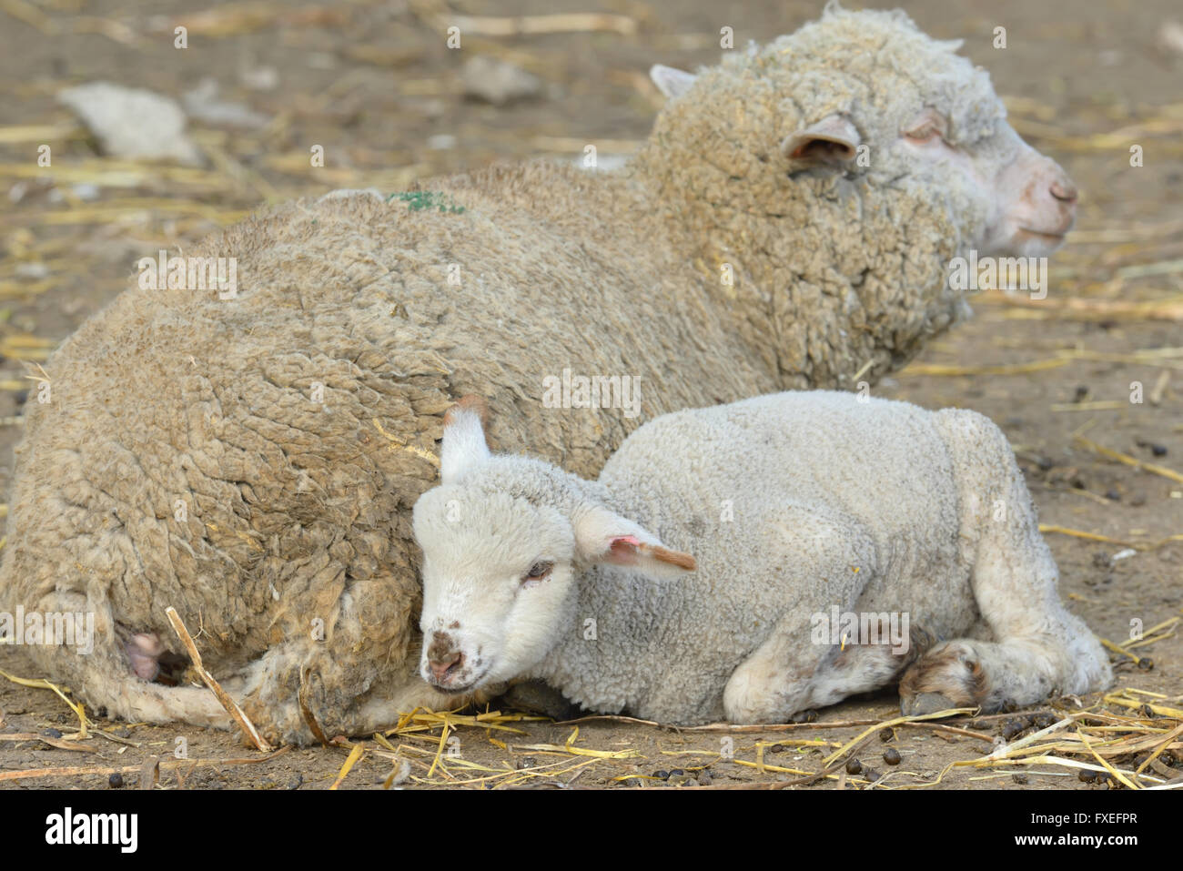 lamb and sheep in springtime inside of farm Stock Photo - Alamy