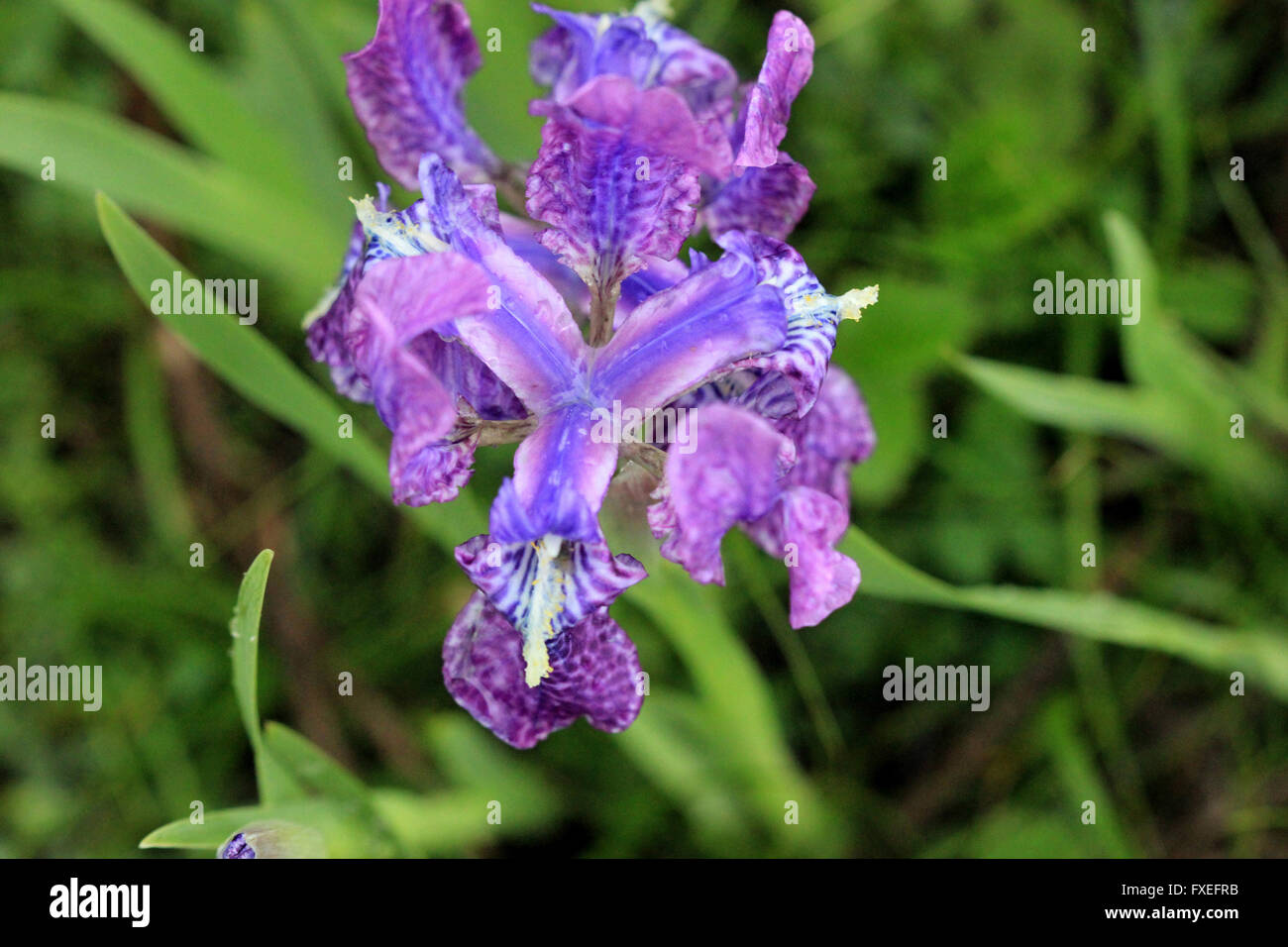 Iris hookeriana, Hooker's Iris, rhizomatous perennial herb of alpine ...