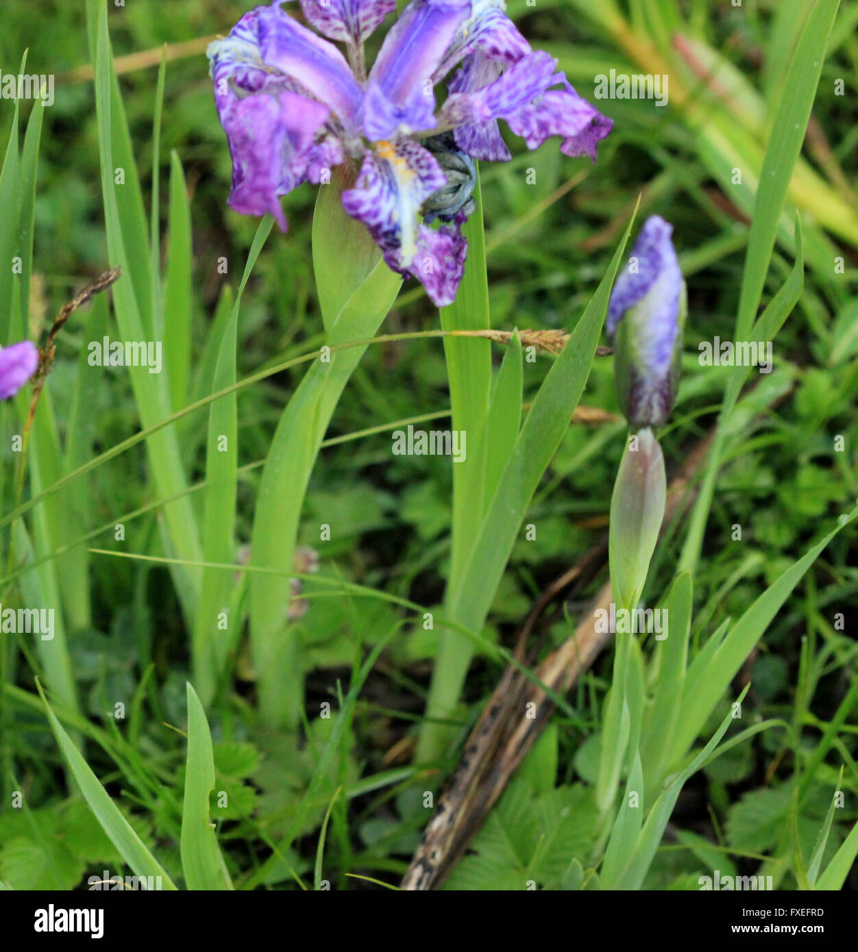 Iris hookeriana, Hooker's Iris, rhizomatous perennial herb of alpine ...
