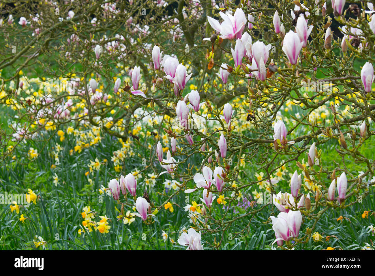 Daffodils and Blue anemones flowering with Magnolia trees in Spring ...