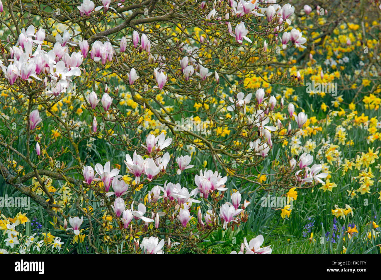 Daffodils and Blue anemones flowering with Magnolia trees in Spring ...