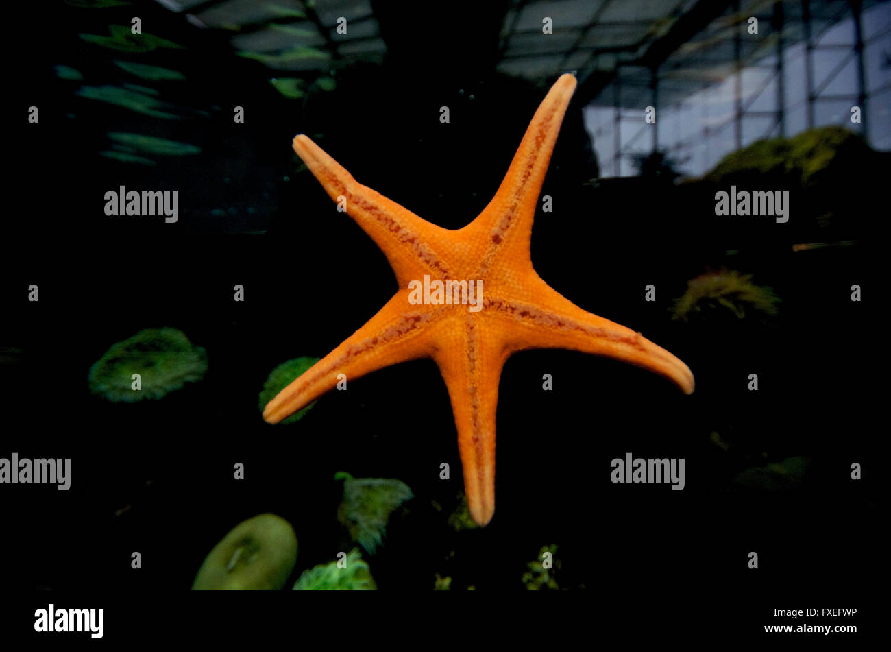 Starfish underside hi-res stock photography and images - Alamy