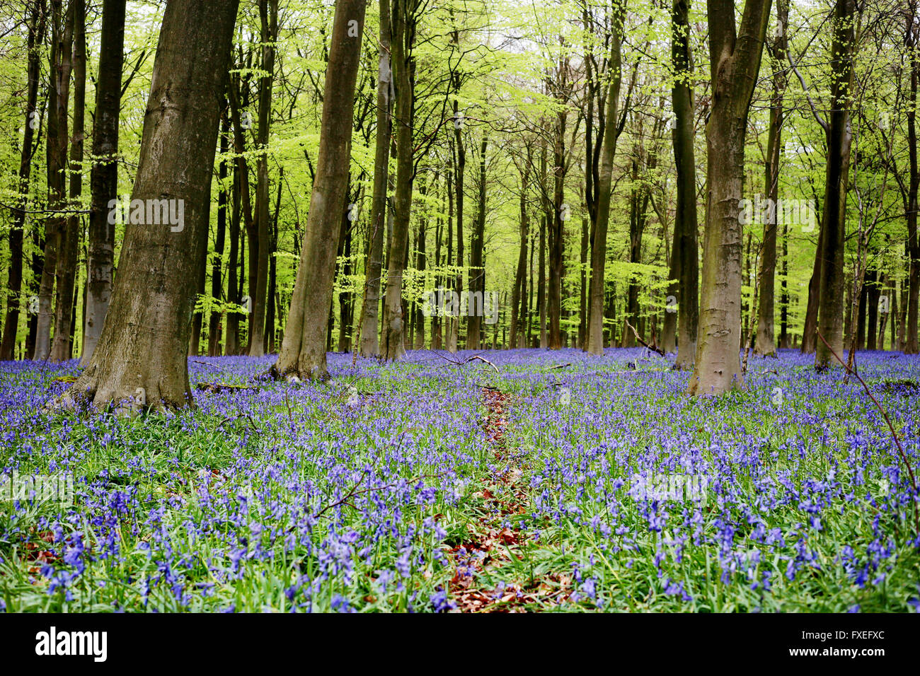 Kent kings wood spring hi-res stock photography and images - Alamy