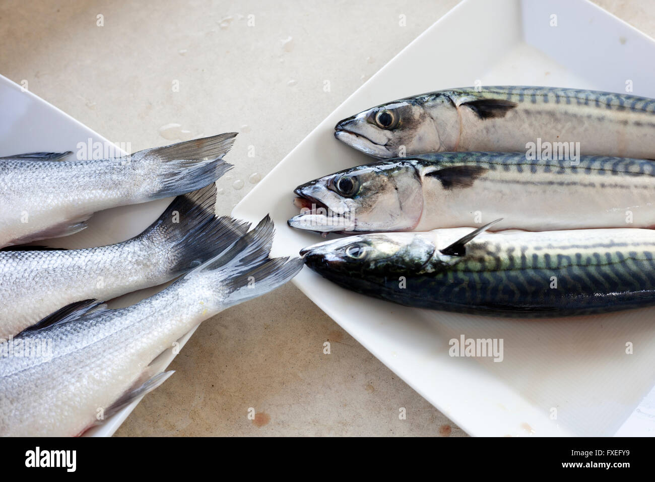 A plate of fresh Mackerel Stock Photo - Alamy