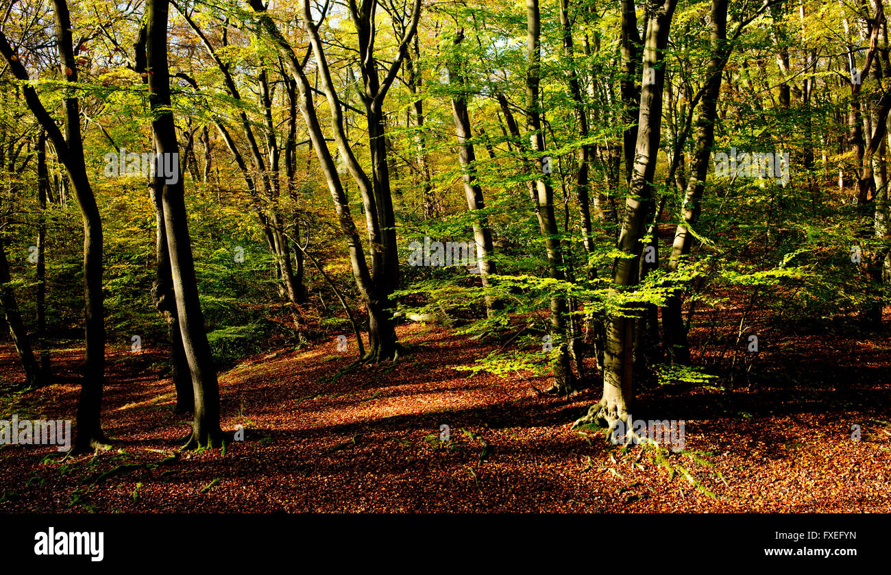 Epping forest walk hi-res stock photography and images - Alamy