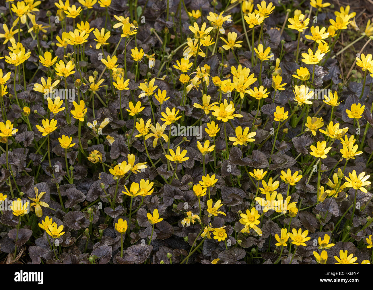 Brazen hussy hi-res stock photography and images - Alamy