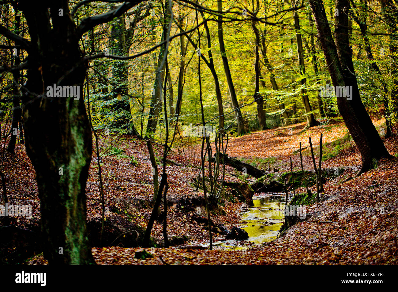 Autumn in Epping Forest, near London Stock Photo - Alamy