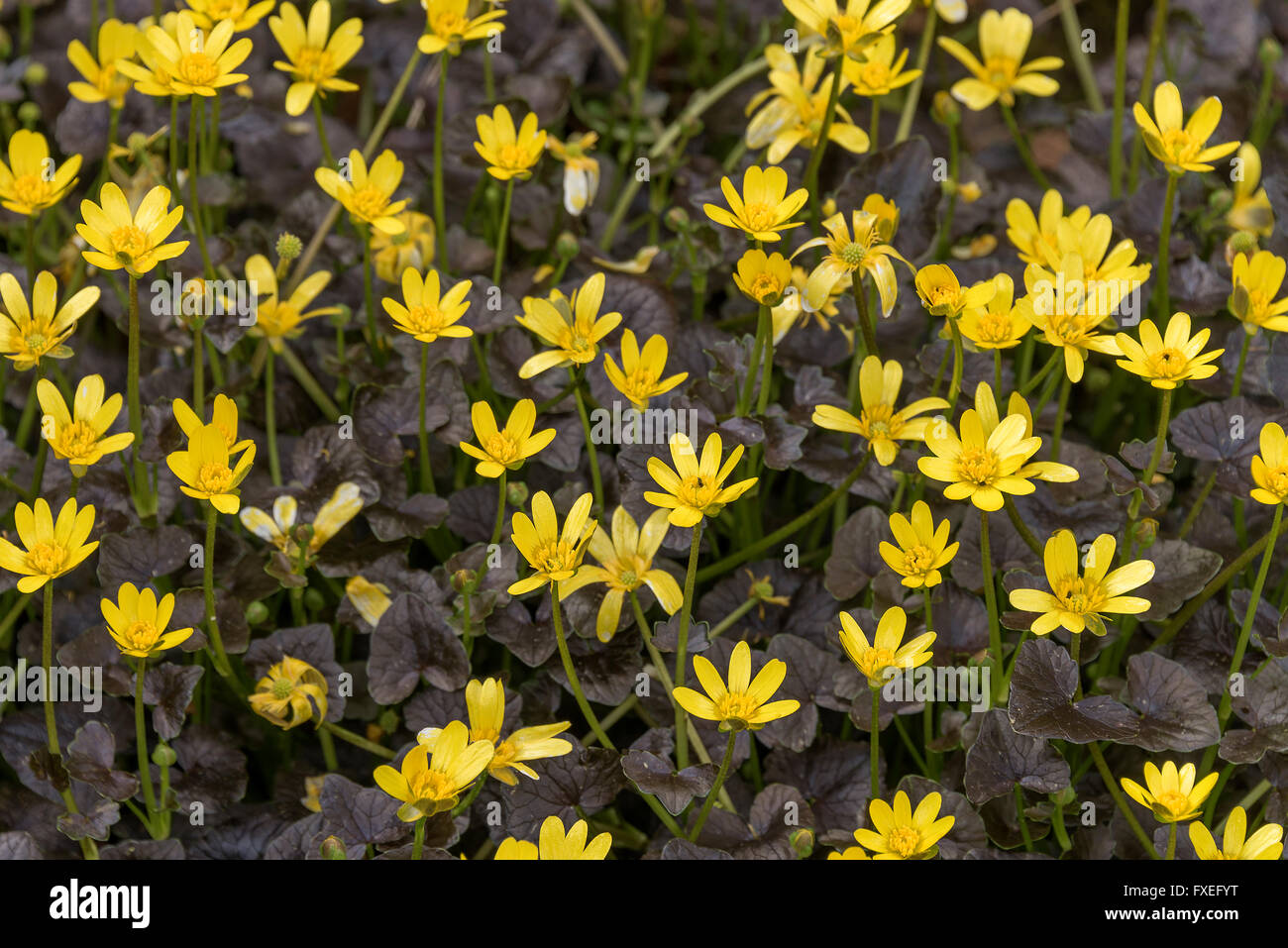 Brazen hussy hi-res stock photography and images - Alamy