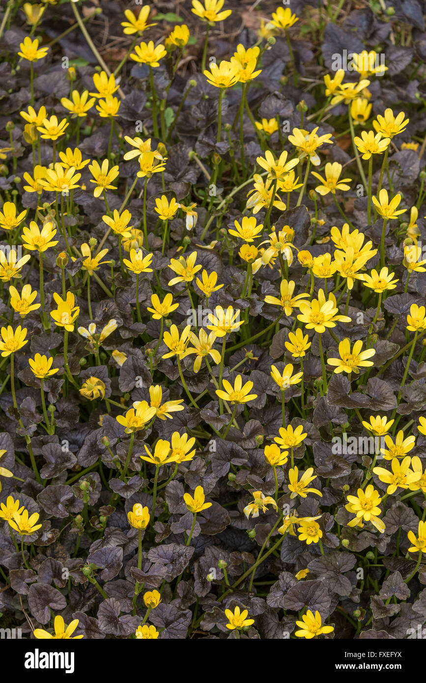 Brazen hussy hi-res stock photography and images - Alamy