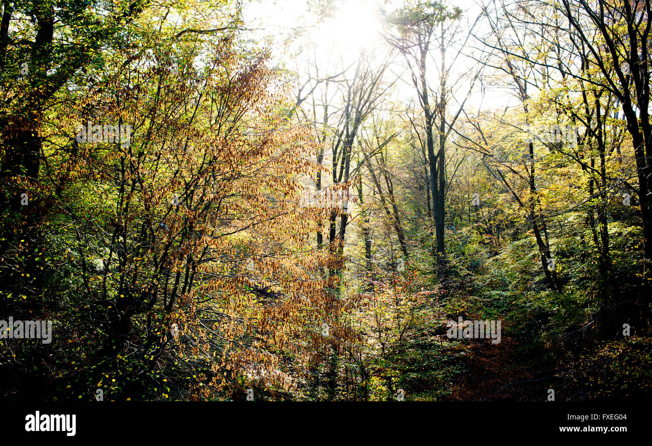Autumn in Epping Forest, near London Stock Photo - Alamy