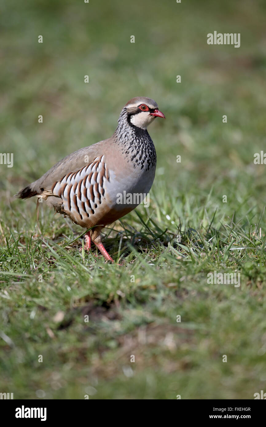 Red legged partridge hi-res stock photography and images - Alamy