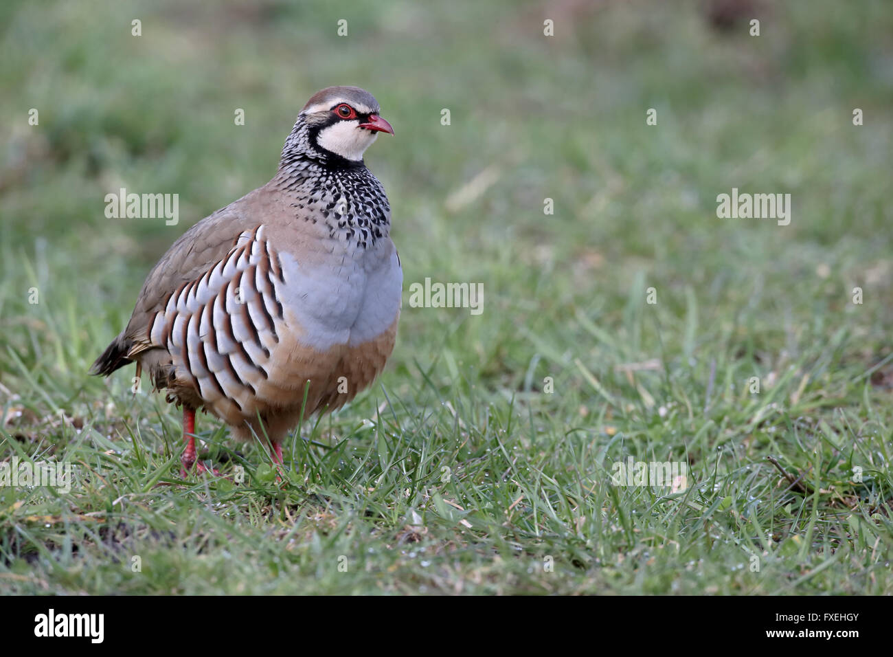 Red legged partridge hi-res stock photography and images - Alamy