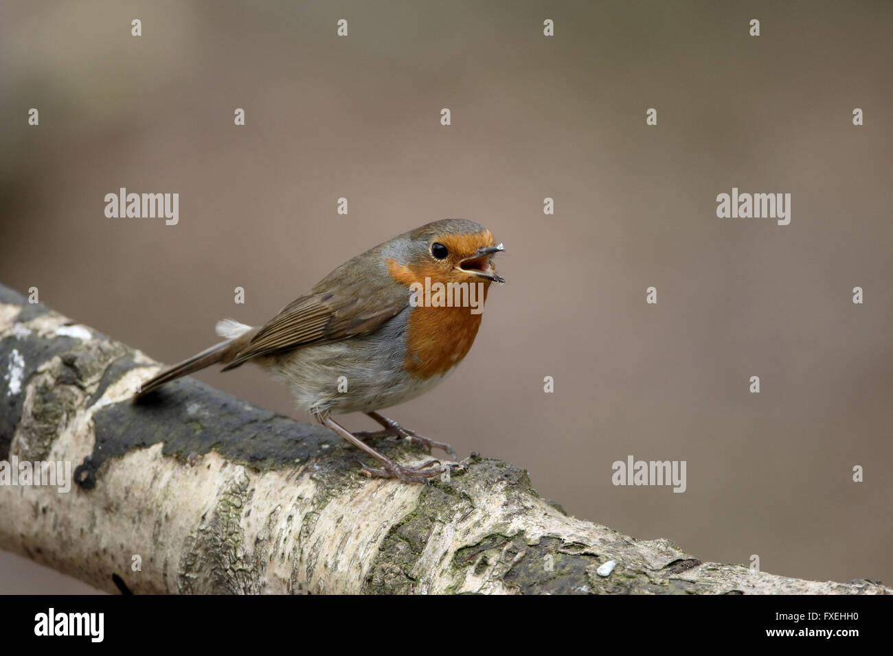 Robin male female hi-res stock photography and images - Alamy