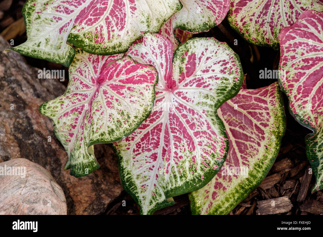 Shade garden caladium hi-res stock photography and images - Alamy