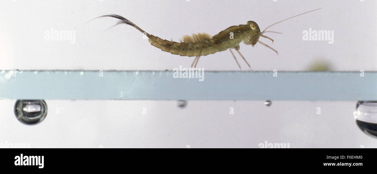 Mayfly nymph, side view Stock Photo - Alamy