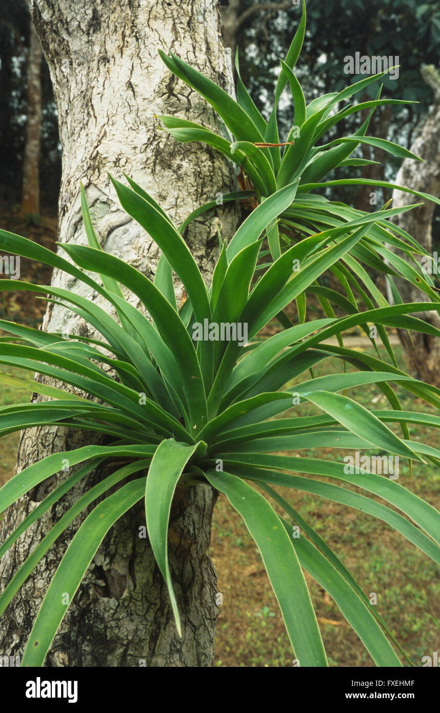 China, Yunnan, Xishuangbanna, Menglun, Botanic Gardens, Dracaena ...