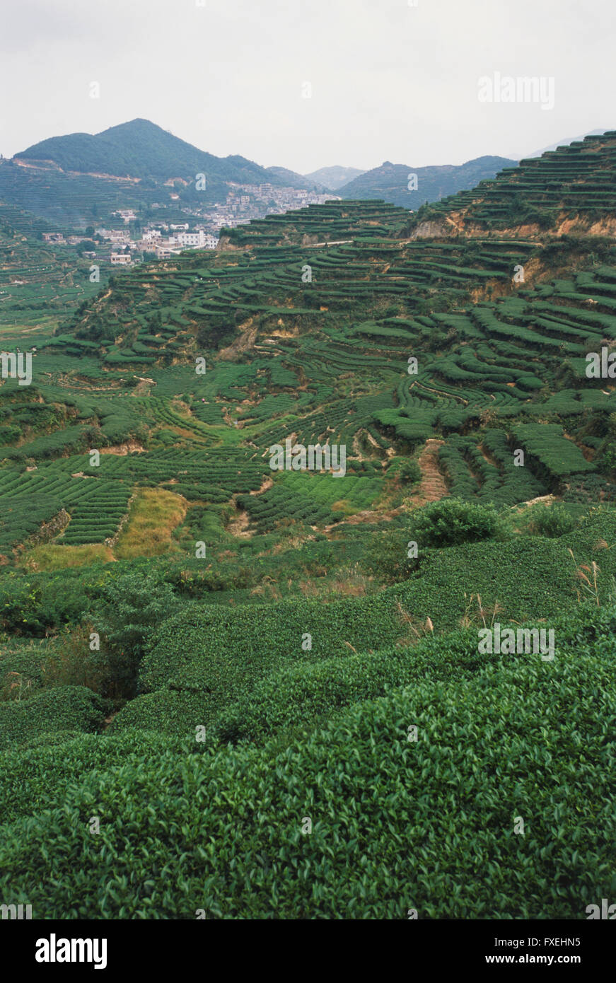 China, Fujian, tea plantation on a terraced hillside, panoramic view ...