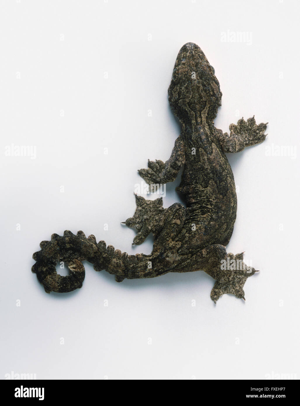 Flying gecko hi-res stock photography and images - Alamy