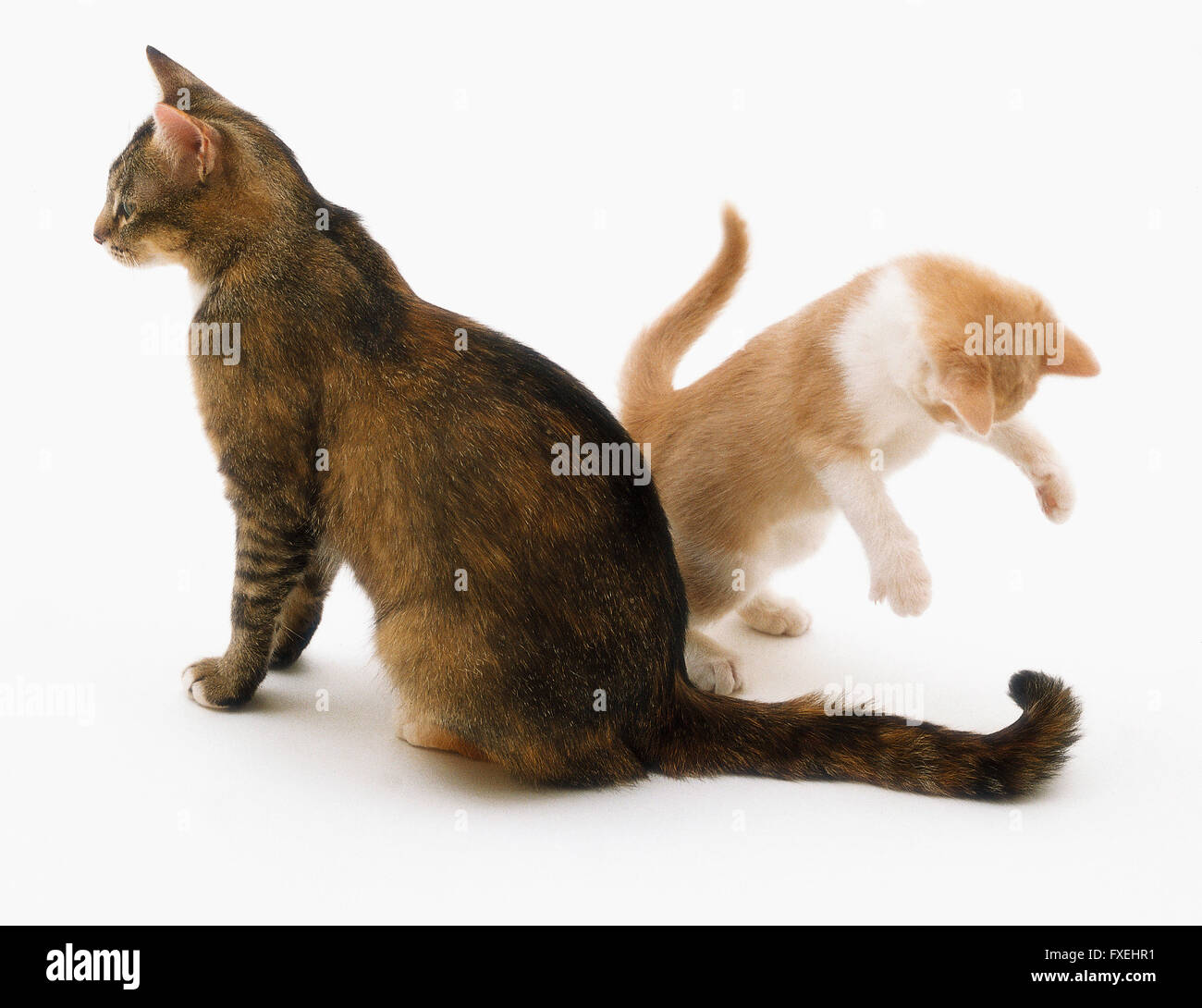 Kitten Pouncing Drawing