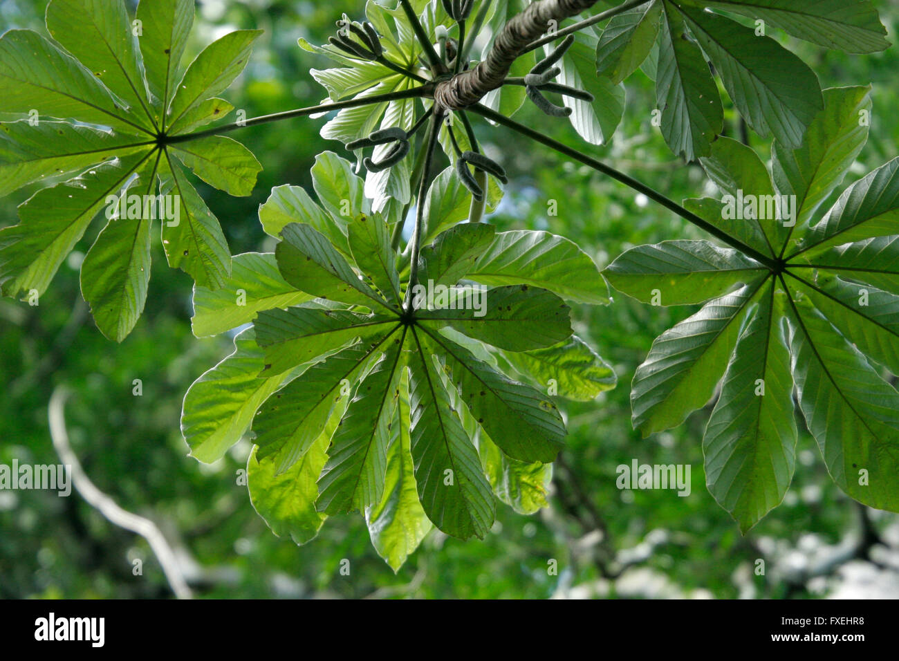 South America, Brazil, Parana, Foz do Iguacu, green foliage Stock Photo ...
