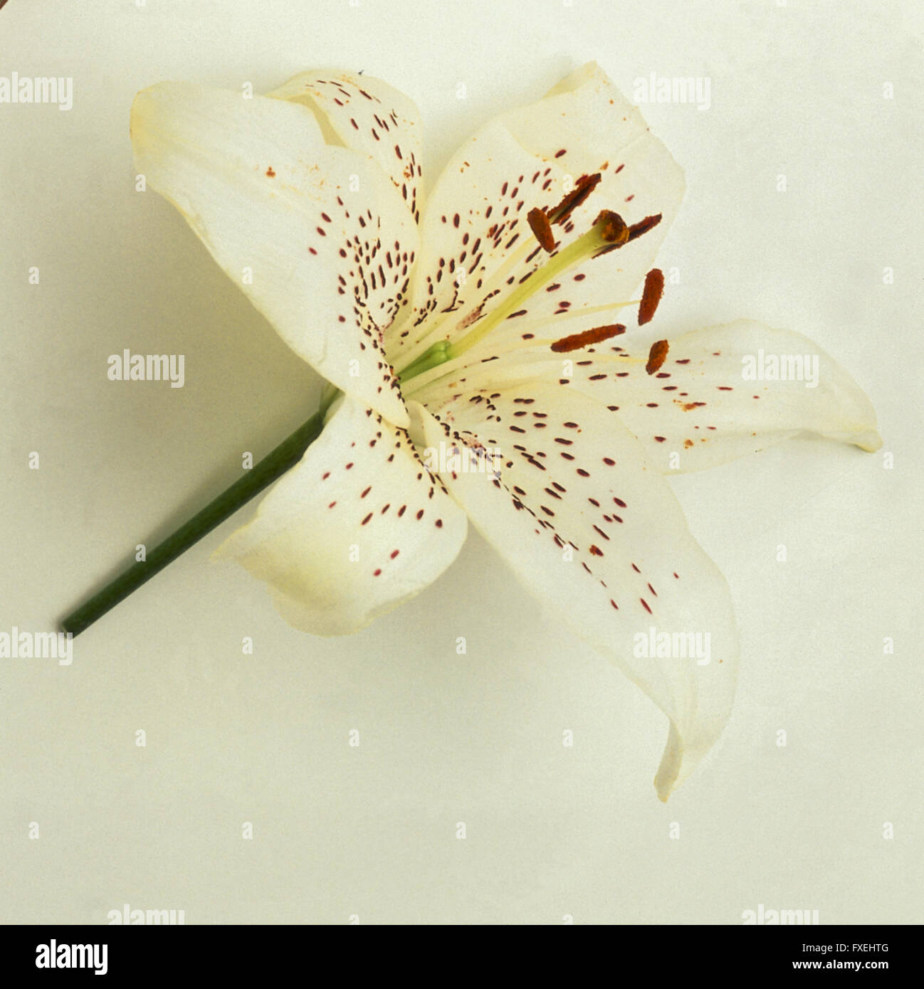 Lily Flower showing Stamen, Stigma, Petals Stock Photo - Alamy