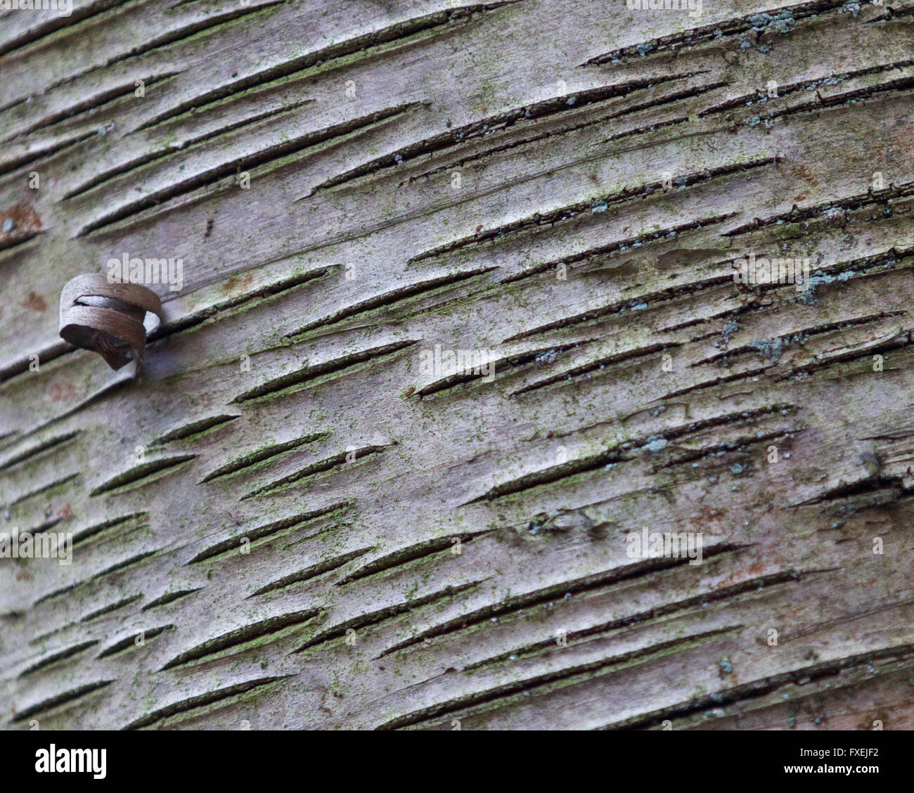 Image nice tree in hi-res stock photography and images - Alamy