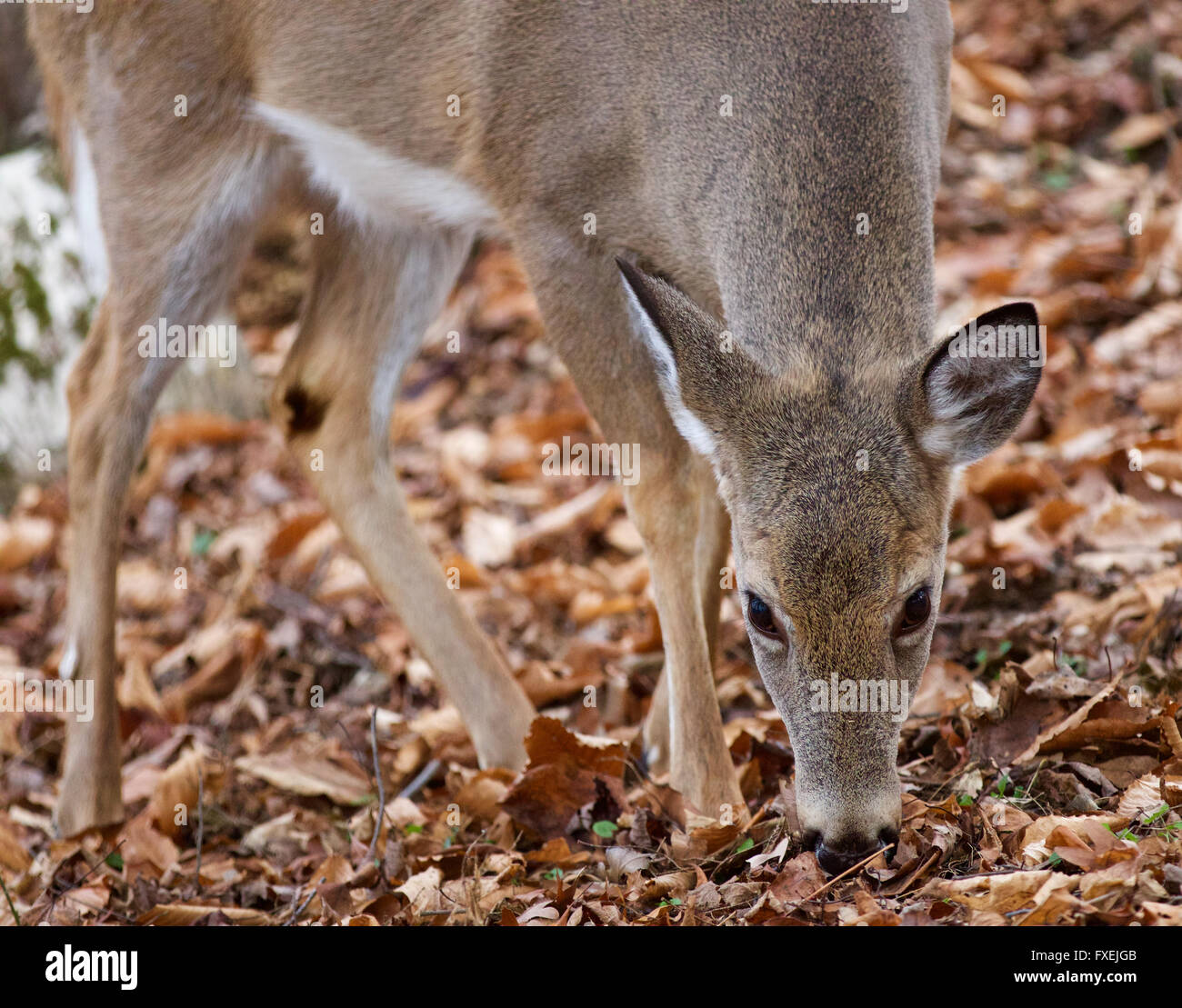 Beautiful background with the cute wild deer eating something in the ...
