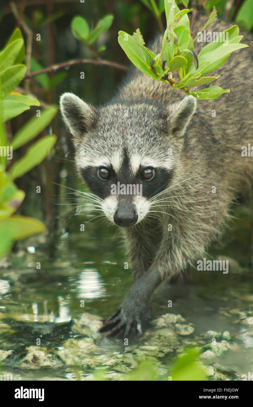 Pygmy Raccoon Pygmy Raccoon (Procyon Pygmaeus) Critically Endangered,