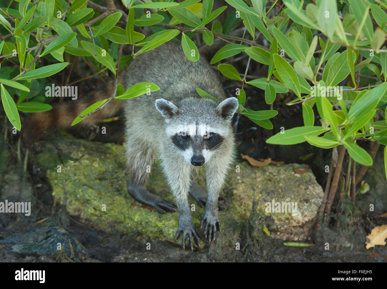 Pygmy Raccoon (Procyon pygmaeus) Critically endangered, Cozumel Island ...