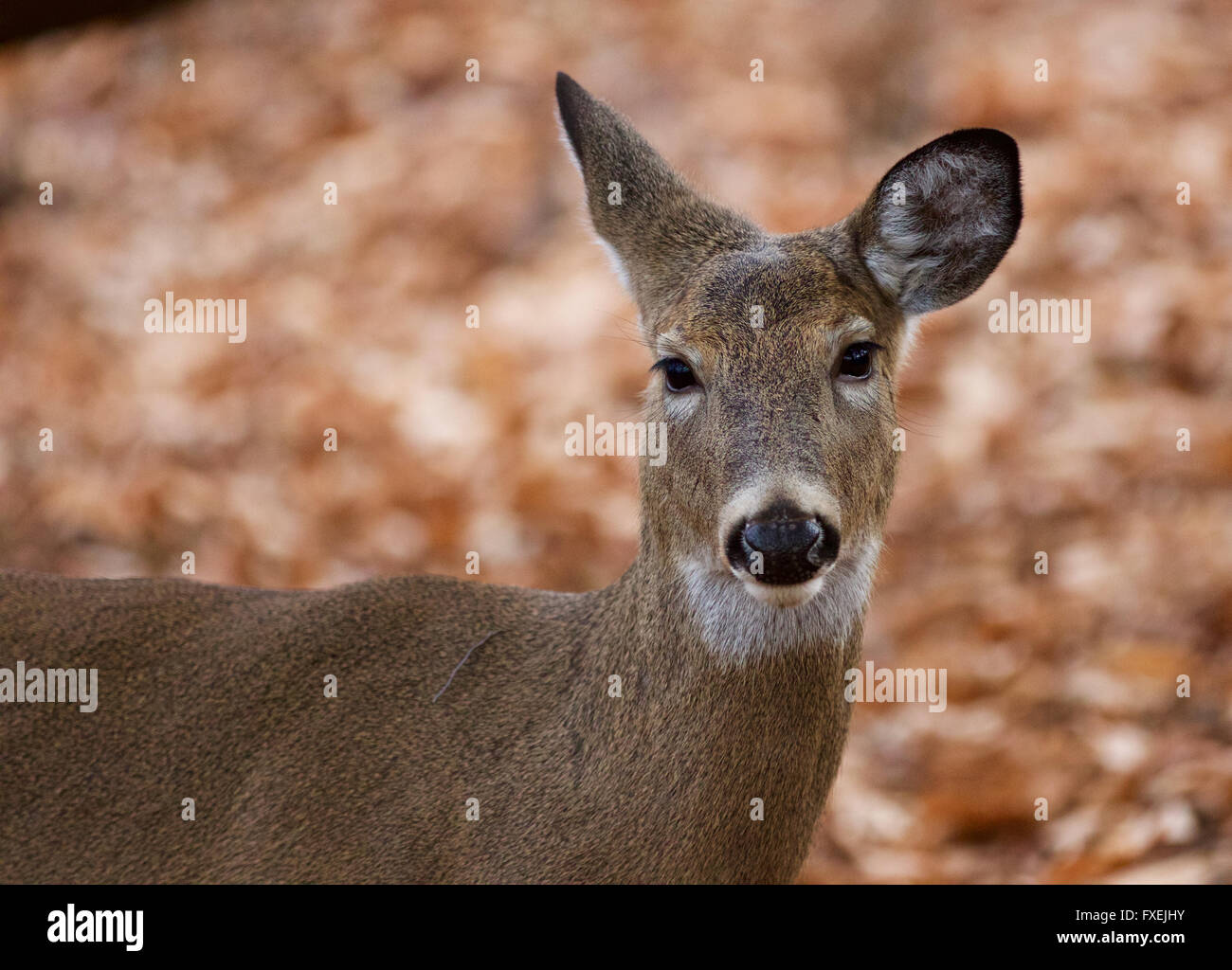Beautiful portrait of the cute wild deer in the forest Stock Photo - Alamy