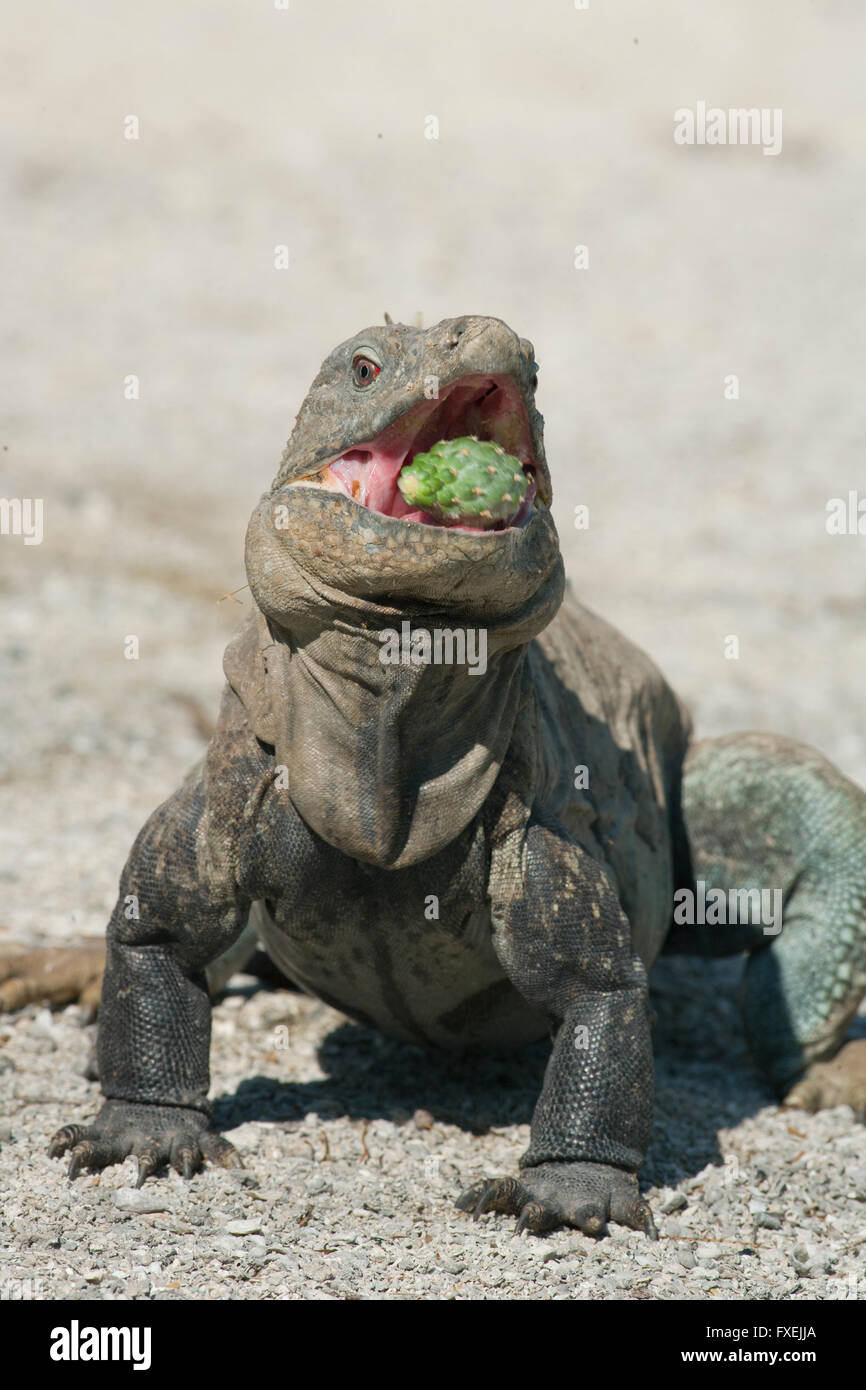 Hispaniolan or Ricord's Ground Iguana (Cyclura ricordi) Critically ...