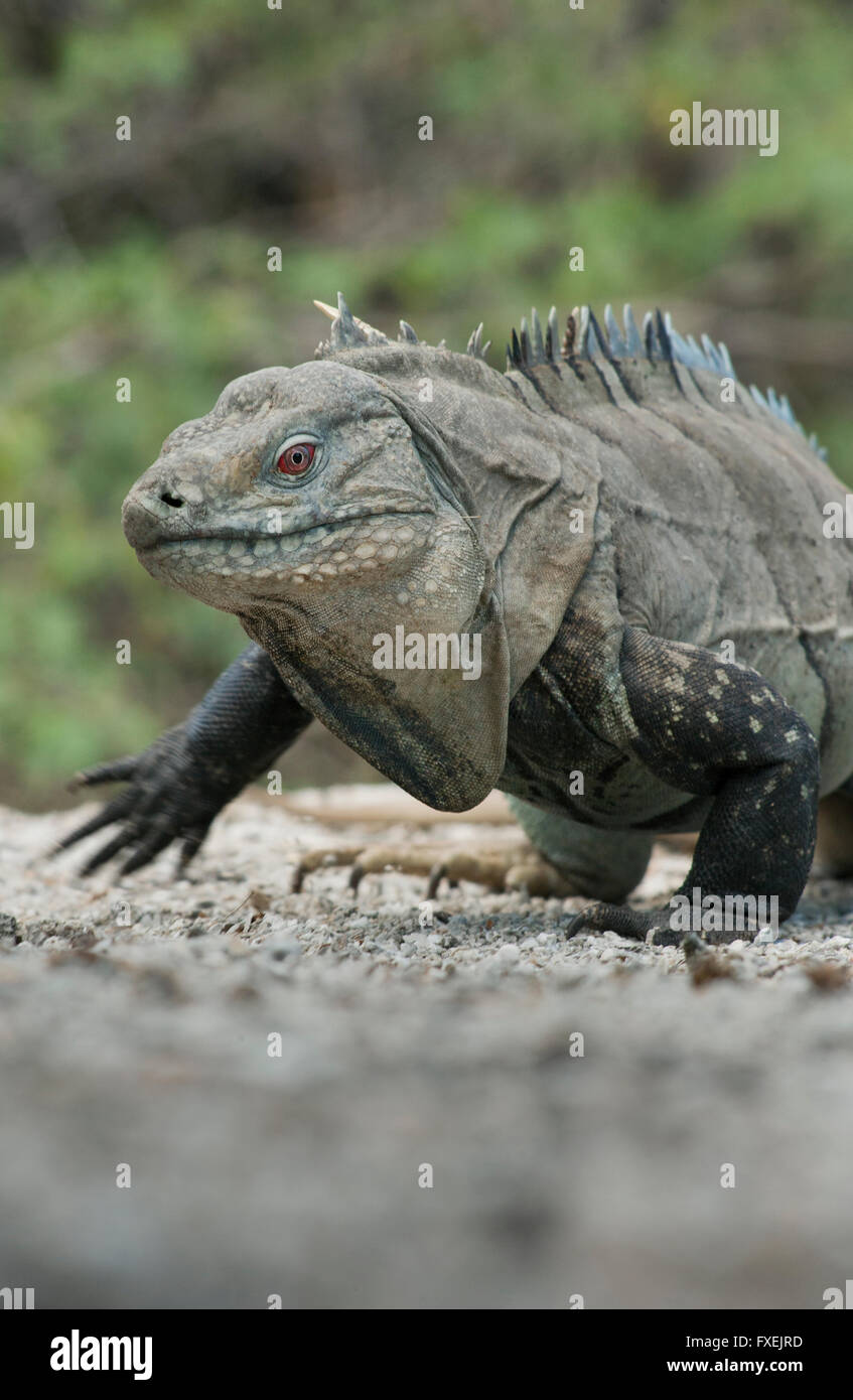 Hispaniolan or Ricord's Ground Iguana (Cyclura ricordi) Critically ...