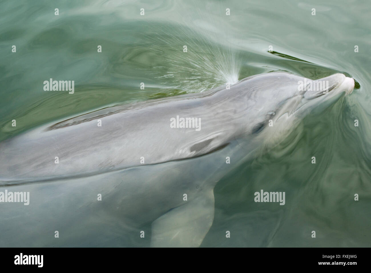 Dolphin blowhole hi-res stock photography and images - Alamy