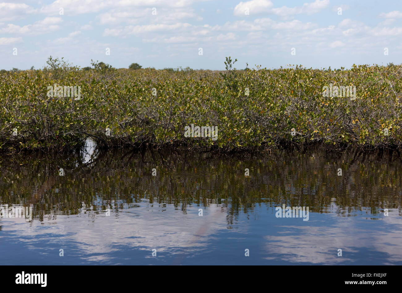 Florida scrub habitat, in the Merritt Island National Wildlife Refuge ...