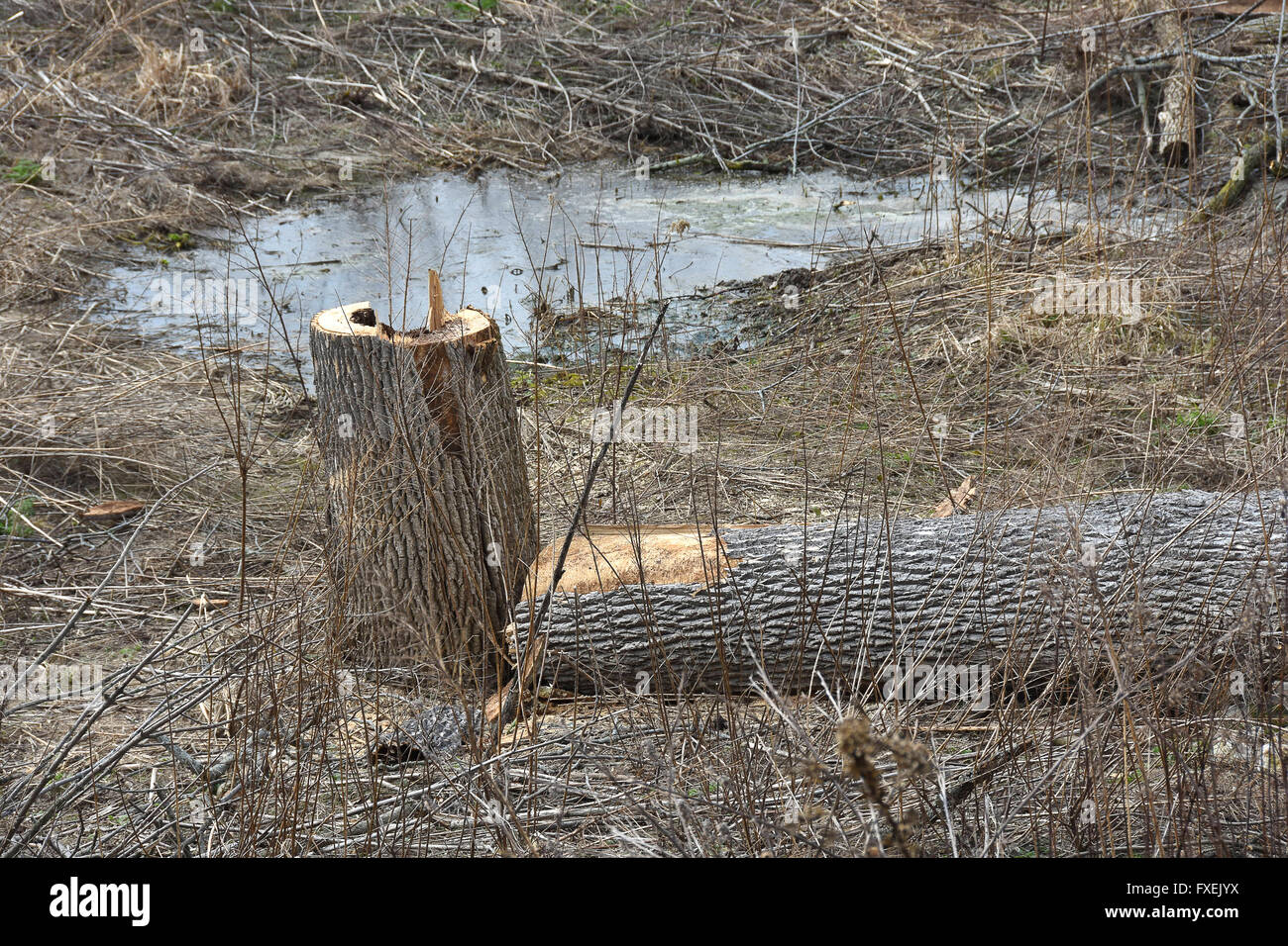 fallen tree in dried swamp Stock Photo - Alamy