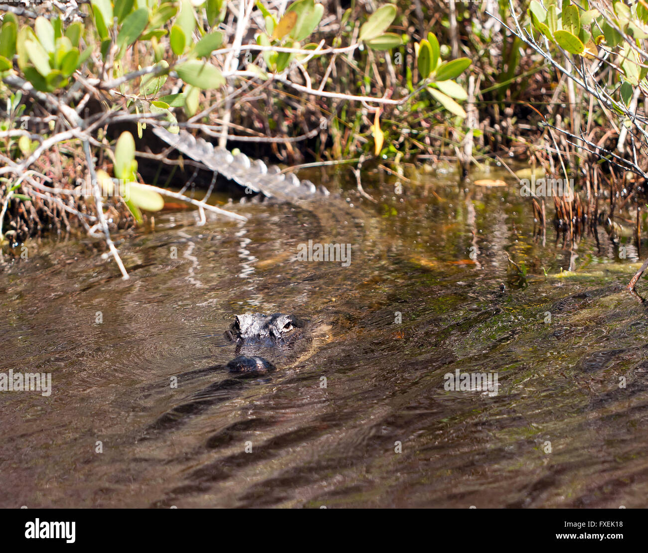 A large adult American Alligator, basking in the sun. encountered ...