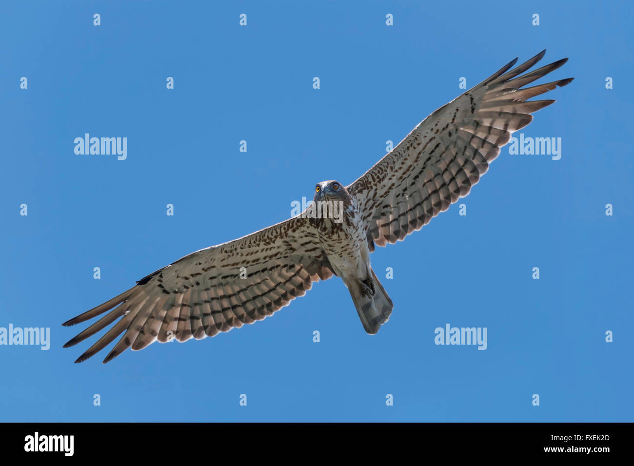 Circaetus gallicus serpent hi-res stock photography and images - Alamy