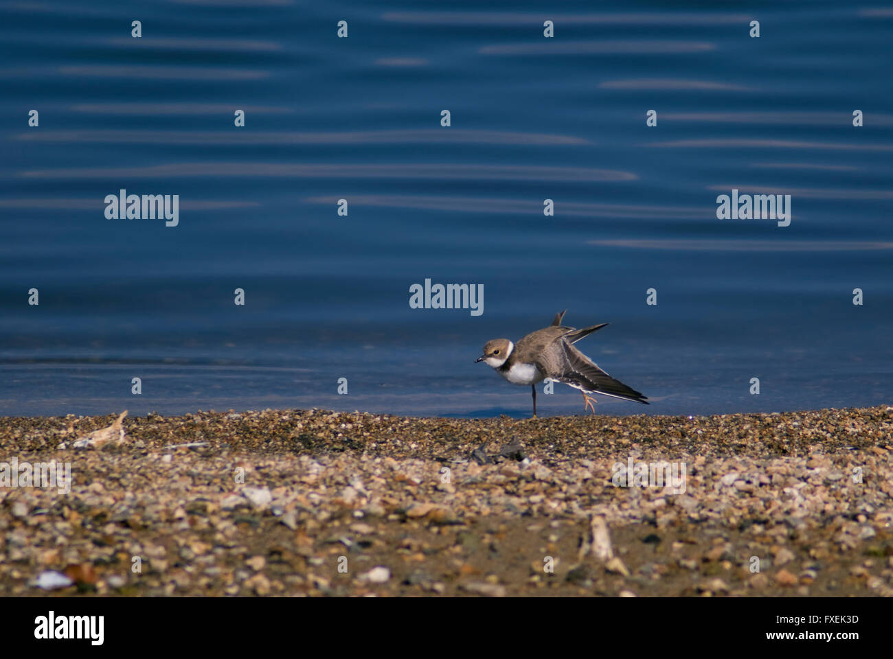 Little ringed plover in winter plumage stretching its wing Stock Photo ...