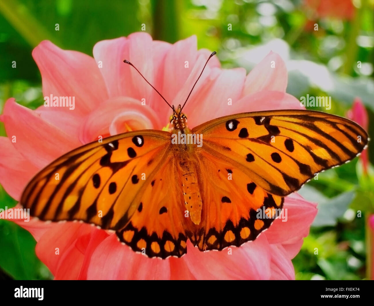 Butterfly garden in the spring Stock Photo - Alamy