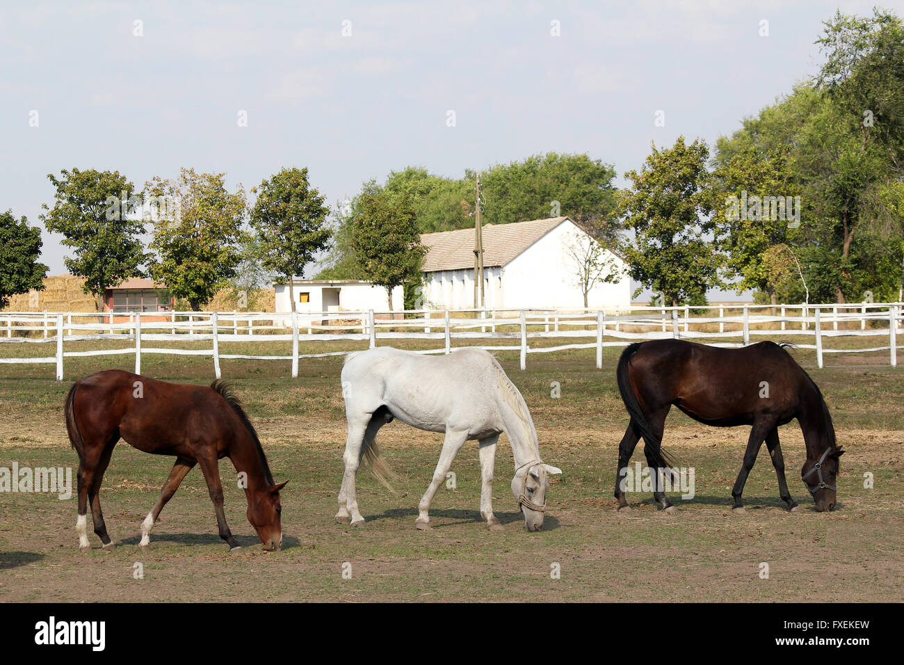 Horse corral hi-res stock photography and images - Alamy