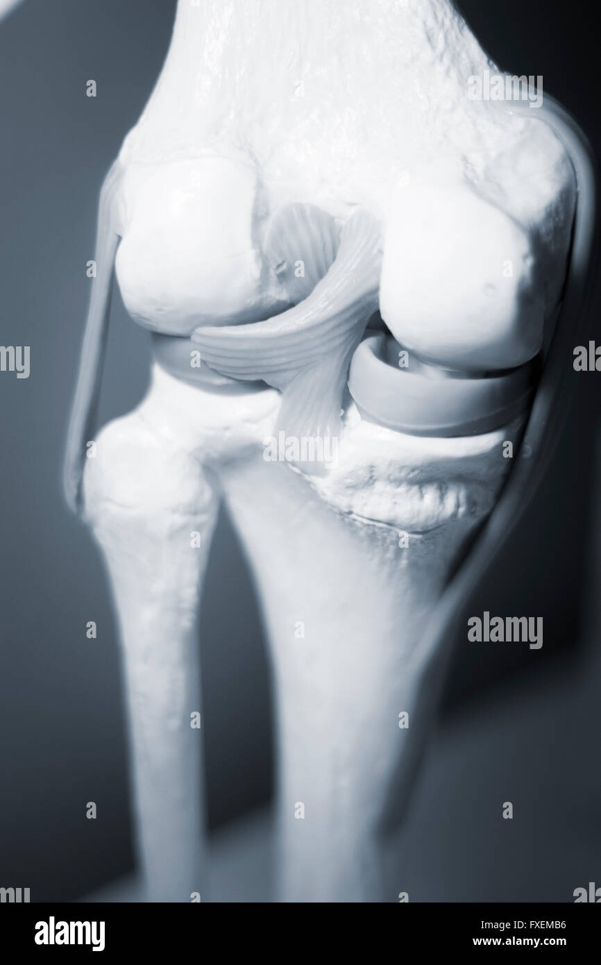 Meniscus Model High Resolution Stock Photography and Images - Alamy
