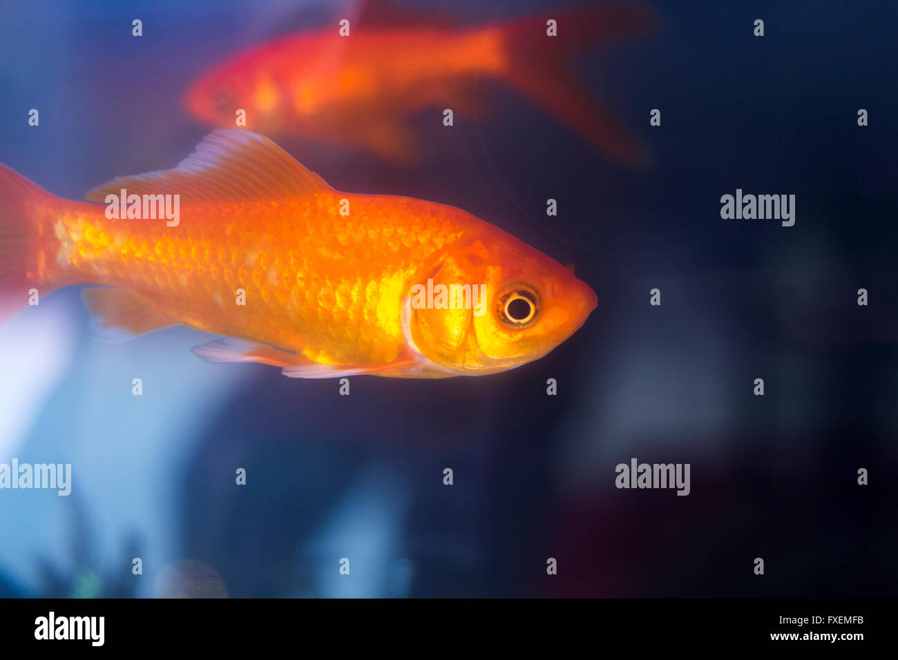 Goldfish swimming in fish tank closeup photo in petshop store window ...