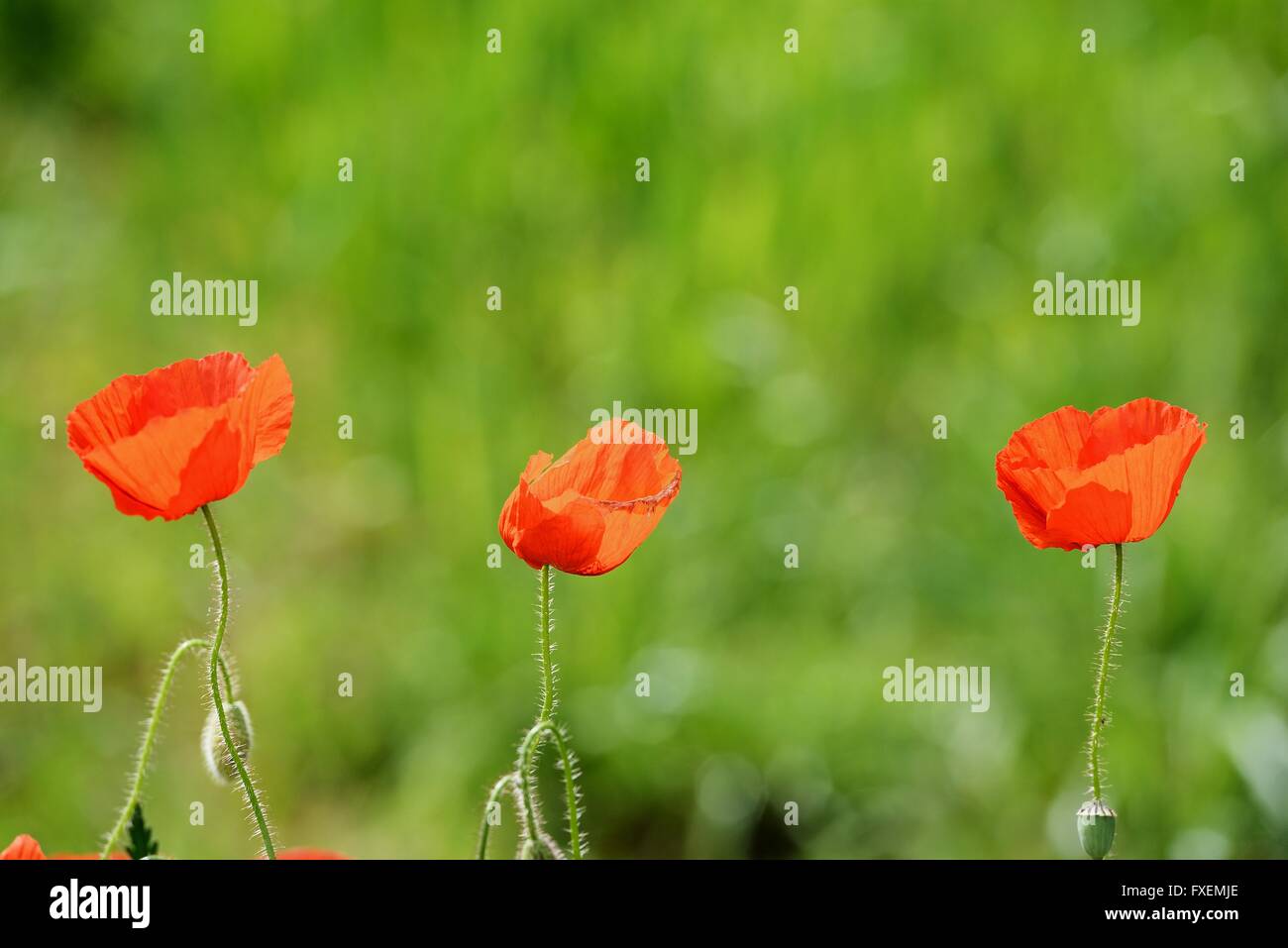 Three poppy flowers on vivid green background Stock Photo - Alamy