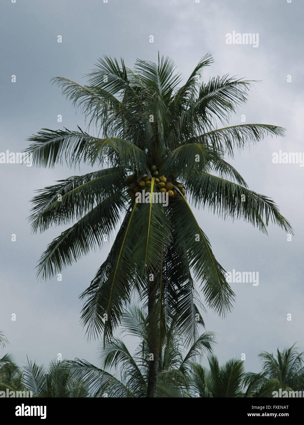 Coconut tree fruit hi-res stock photography and images - Alamy