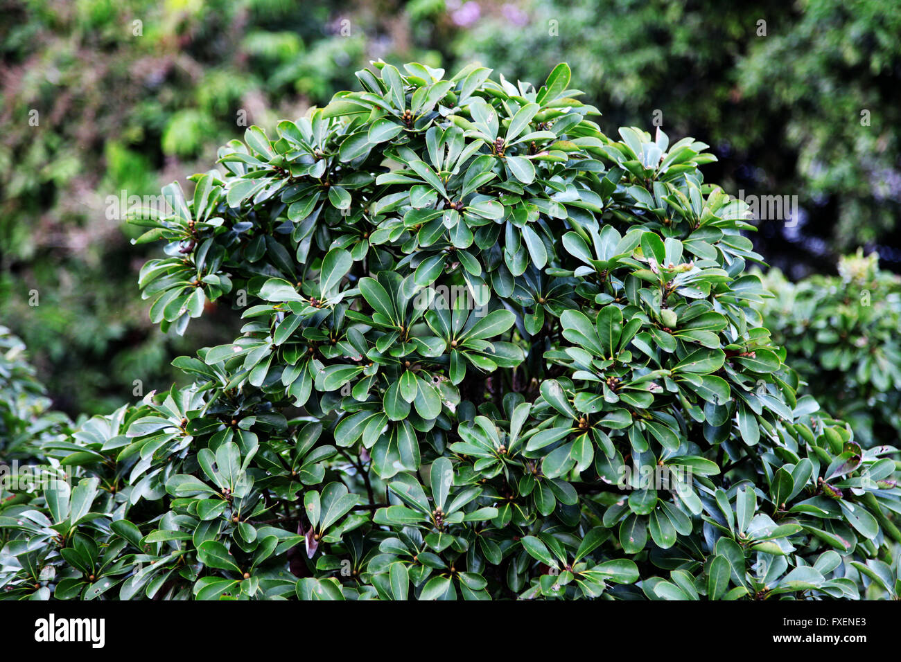 It's a close up on a detail of a green tree in Hong Kong. We see fresh ...