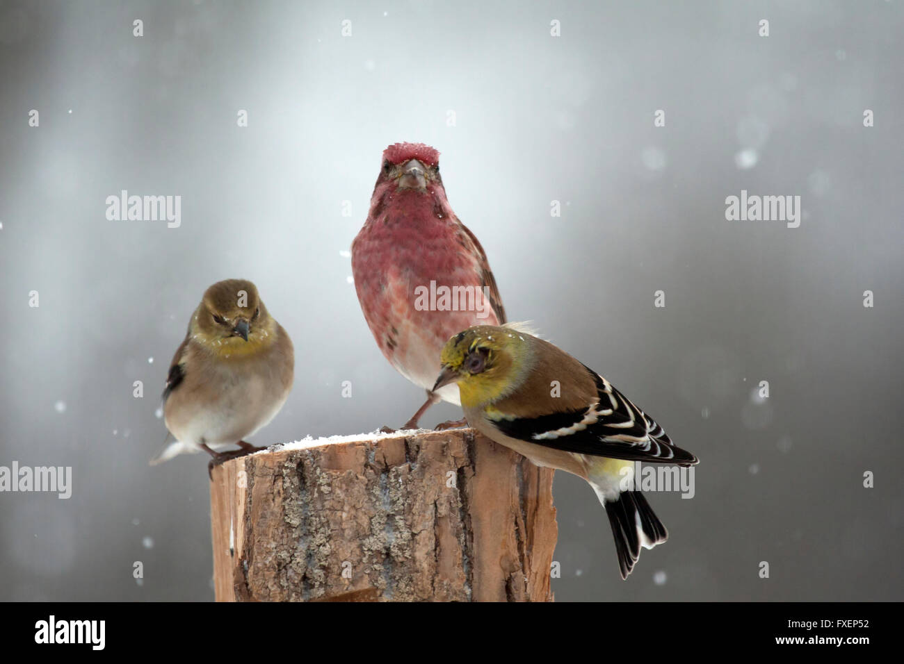 Backyard birds hi-res stock photography and images - Alamy