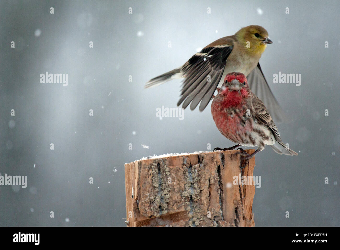 Male house finch perches hi-res stock photography and images - Alamy
