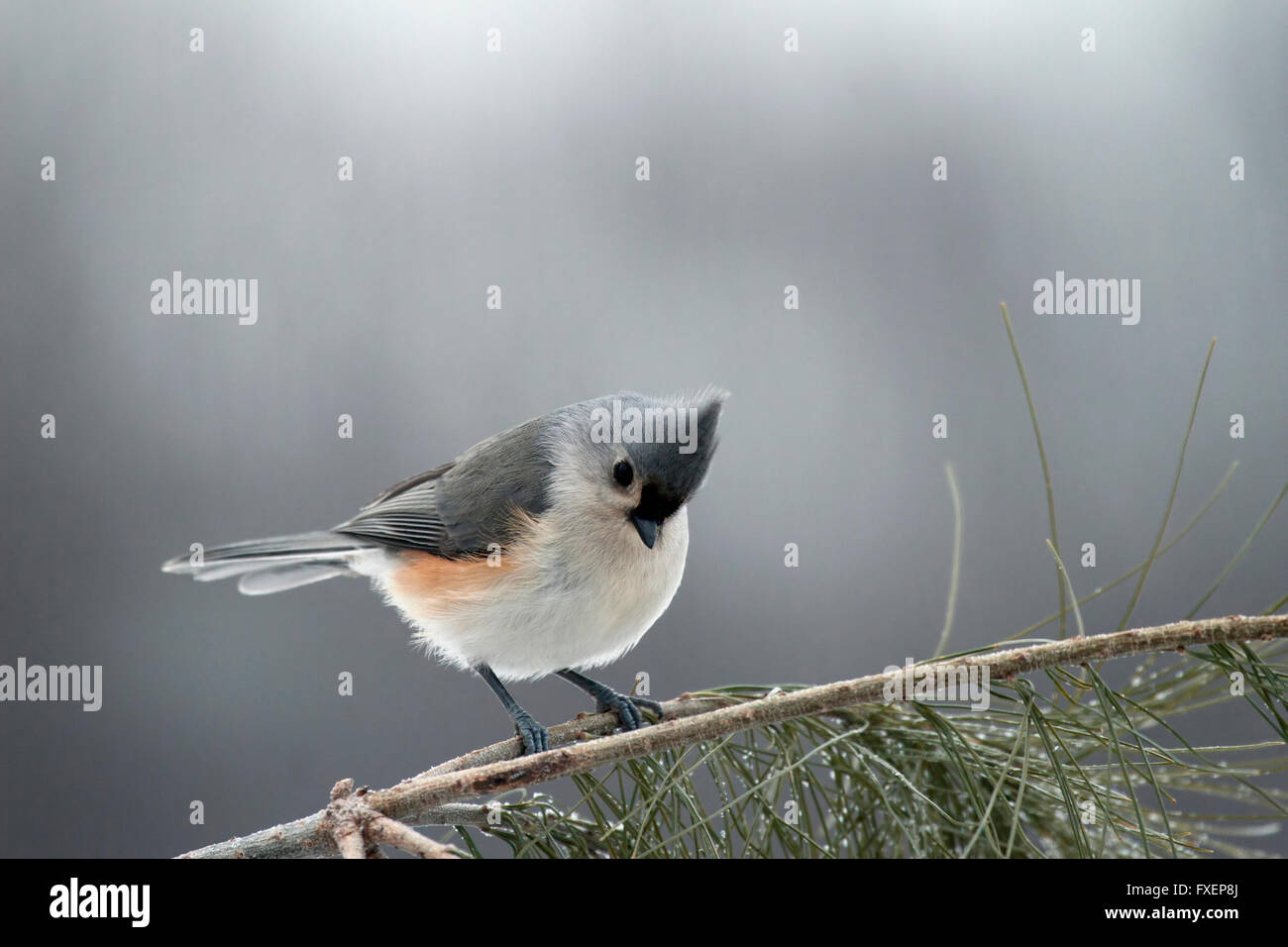 Tufted titmouse searches for food while perched on pine branch Stock ...