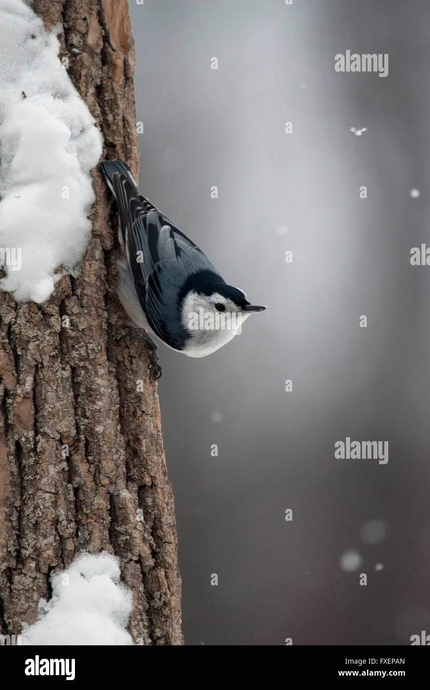 White breasted nuthatch on snowy tree trunk Stock Photo - Alamy