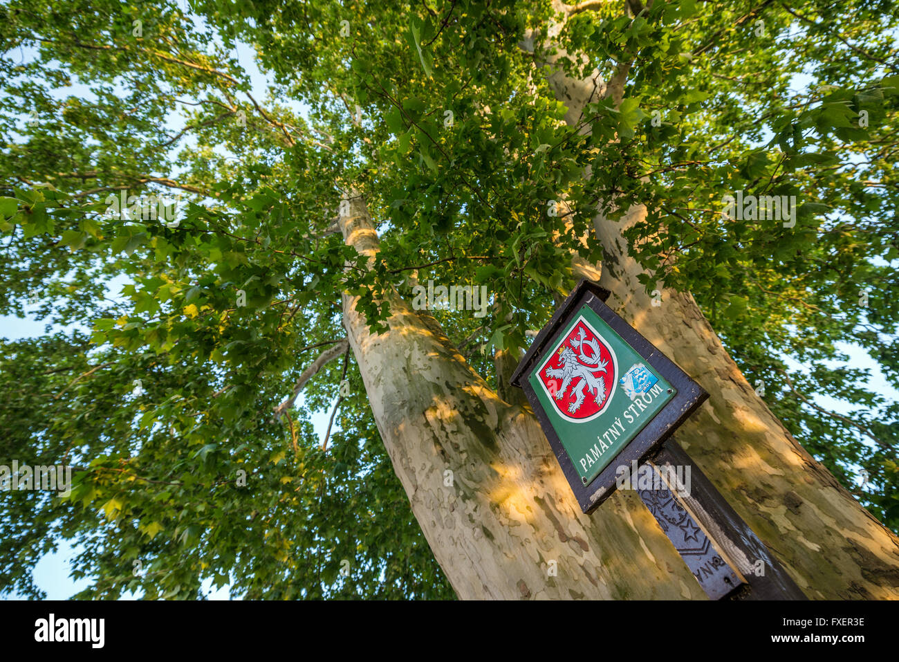 London plane tree hi-res stock photography and images - Alamy